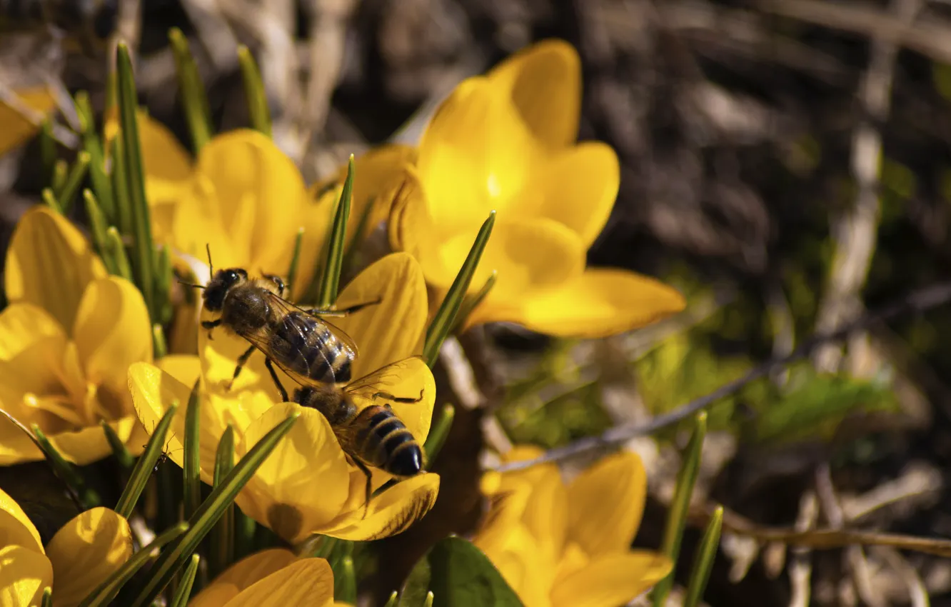 Wallpaper flowers, bee, spring, macro animal world for mobile and ...