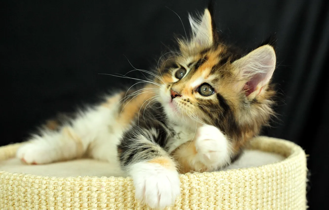 Wallpaper eyes, look, kitty, Cat, red, cat, Kote images for desktop ...