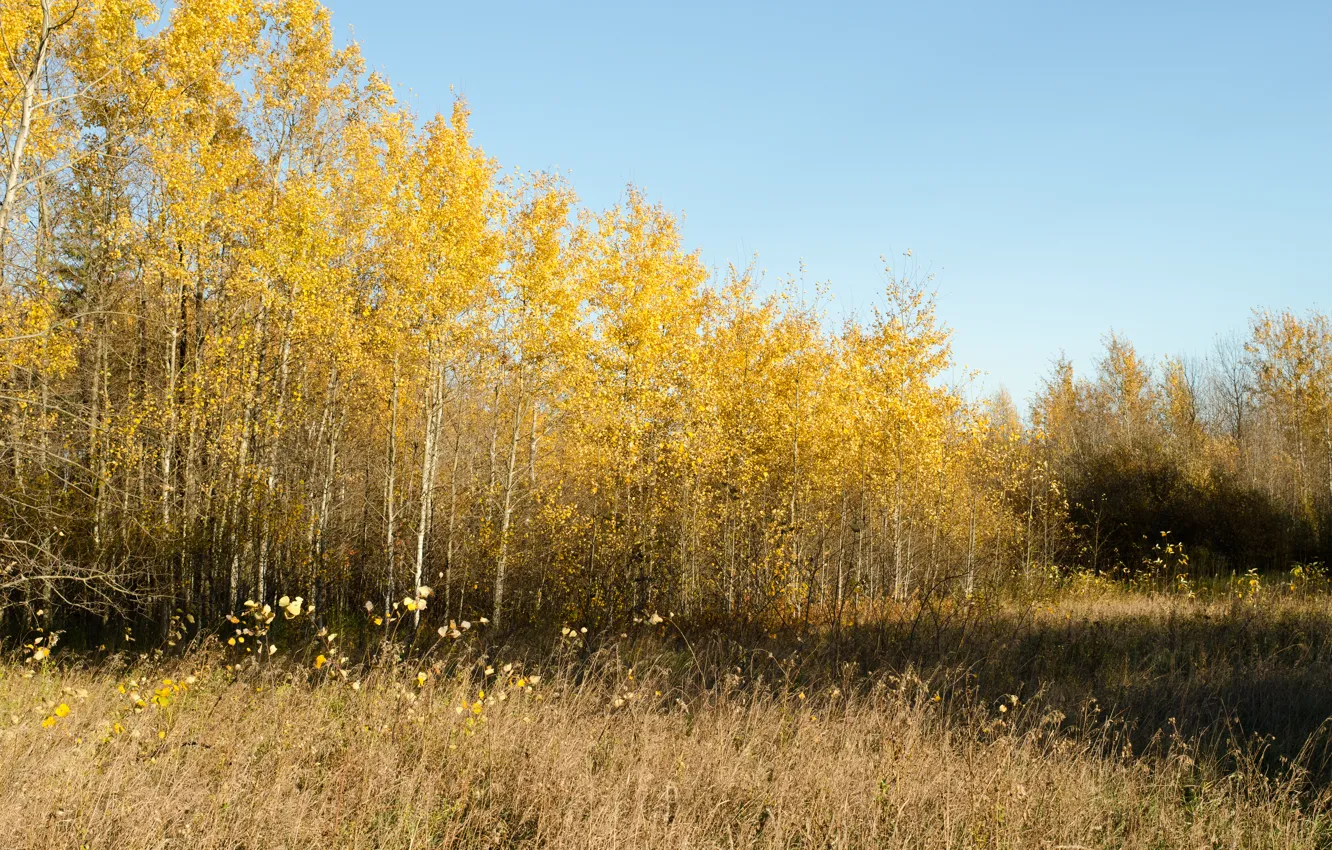 Wallpaper autumn, trees, nature, trees, nature, autumn, fall for mobile ...