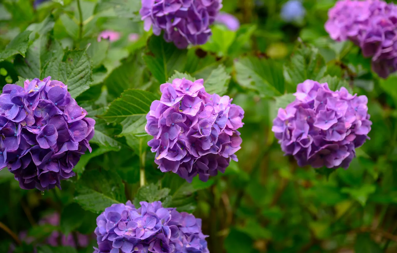Wallpaper balls, purple, hydrangea for mobile and desktop, section ...