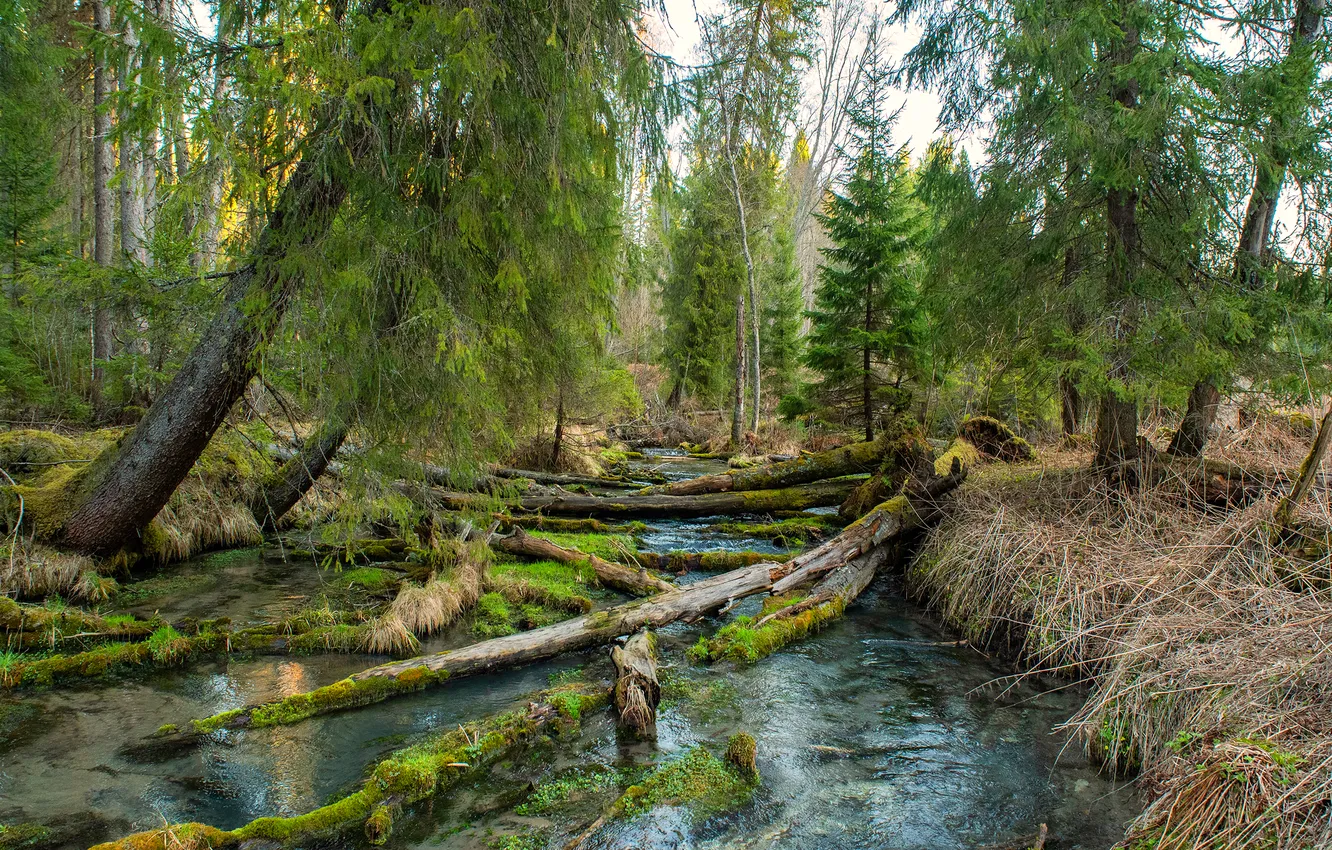 Wallpaper forest, river, moss, logs for mobile and desktop, section ...
