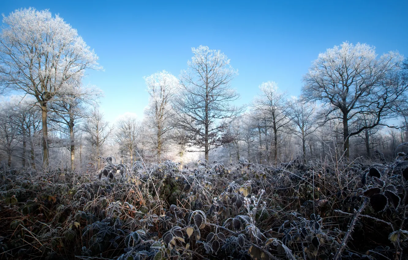 Wallpaper winter, frost, forest for mobile and desktop, section природа ...