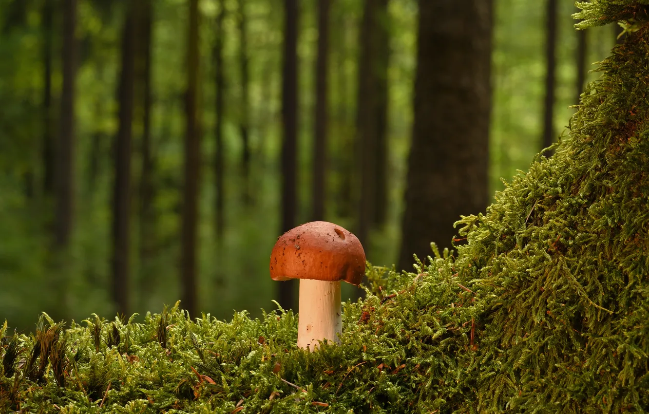 Wallpaper forest, trees, nature, mushrooms, moss, boletus, hill for ...