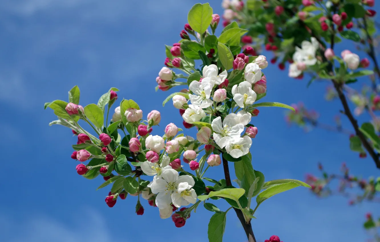 Wallpaper flowers, branches, spring, Apple, flowering, Apple blossoms ...