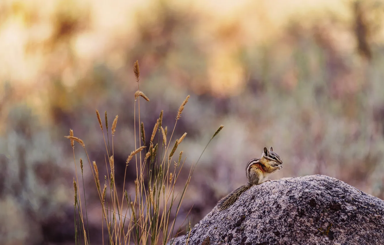 Wallpaper light, nature, stone, spikelets, profile, Chipmunk, sitting ...
