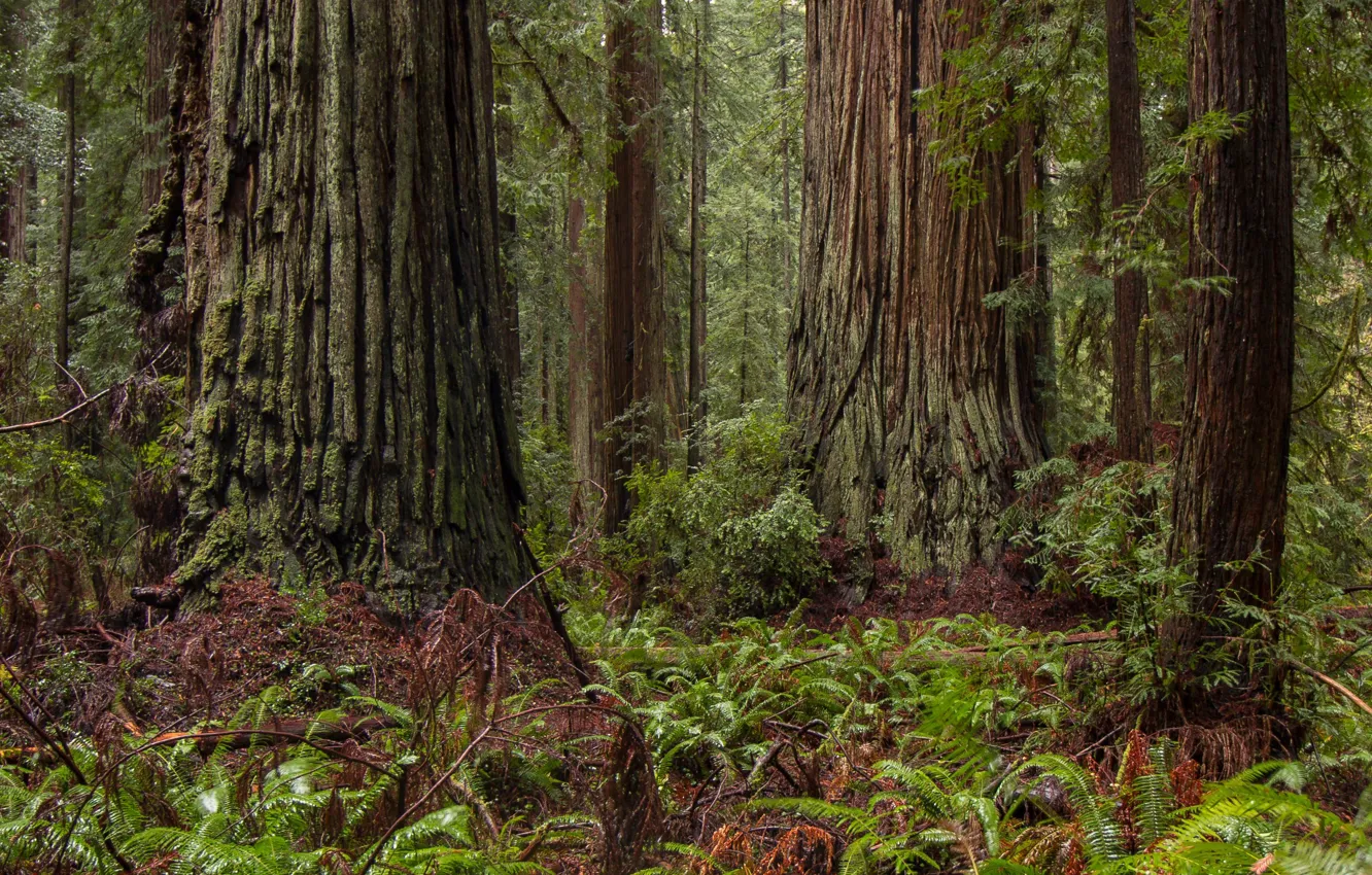 Wallpaper forest, trees, nature, USA, USA, Northern California ...