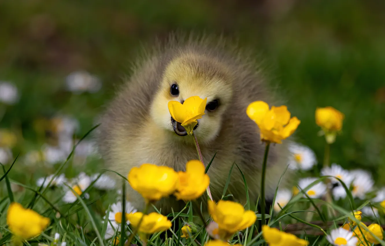 Wallpaper look, flowers, bird, glade, spring, yellow, chick, goose for ...