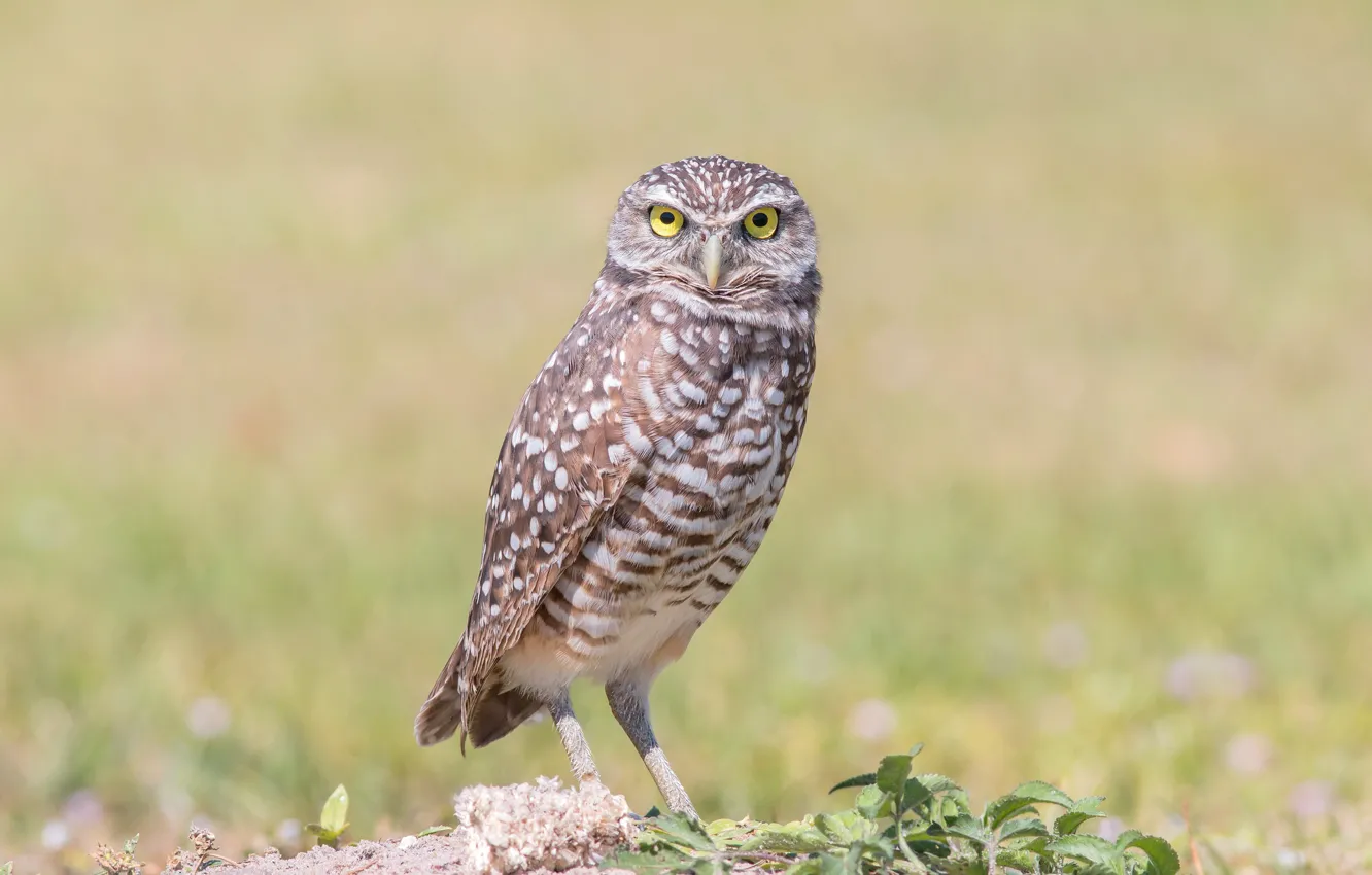 Wallpaper look, bird, owl for mobile and desktop, section животные ...