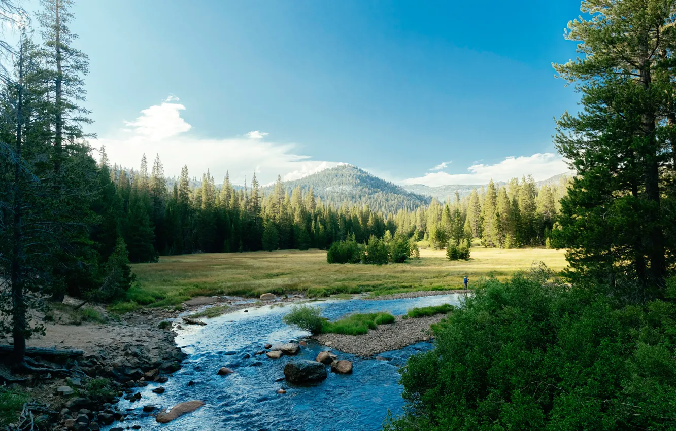Wallpaper forest, summer, freedom, mountains, glade, space, space ...