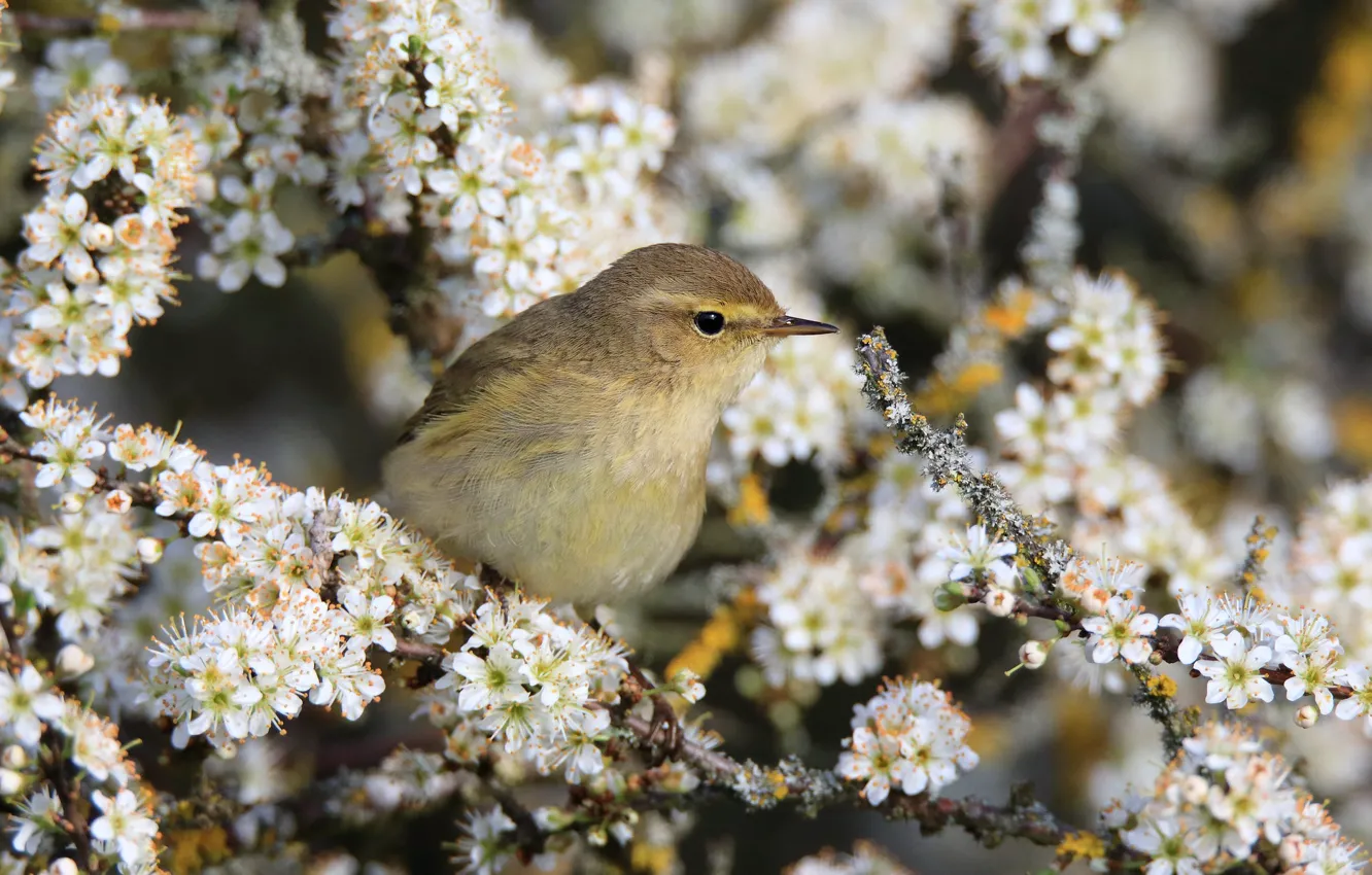 Wallpaper bird, spring, flowering tree for mobile and desktop, section ...