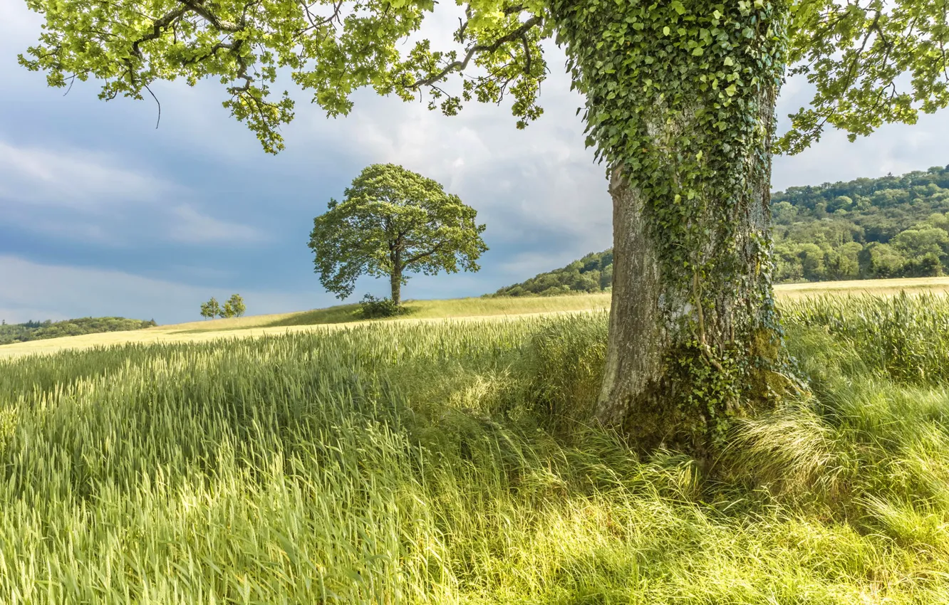 Wallpaper Summer The Sky Grass Clouds Trees Slope For Mobile And