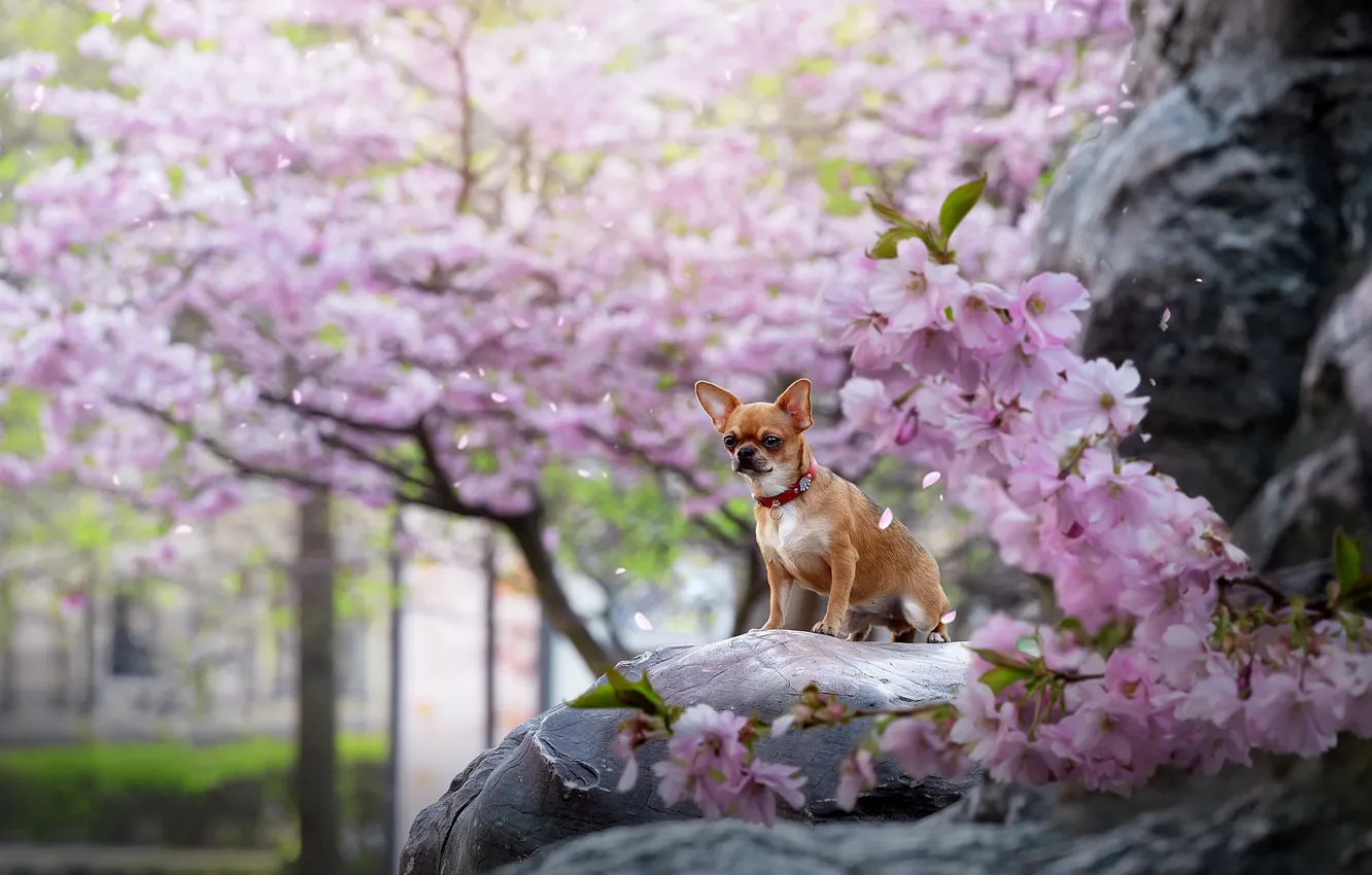 Wallpaper flowers, dog, spring, Sakura for mobile and desktop, section ...