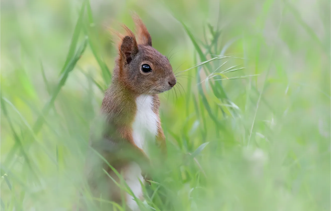 Wallpaper grass, protein, green background, stand, bokeh for mobile and ...