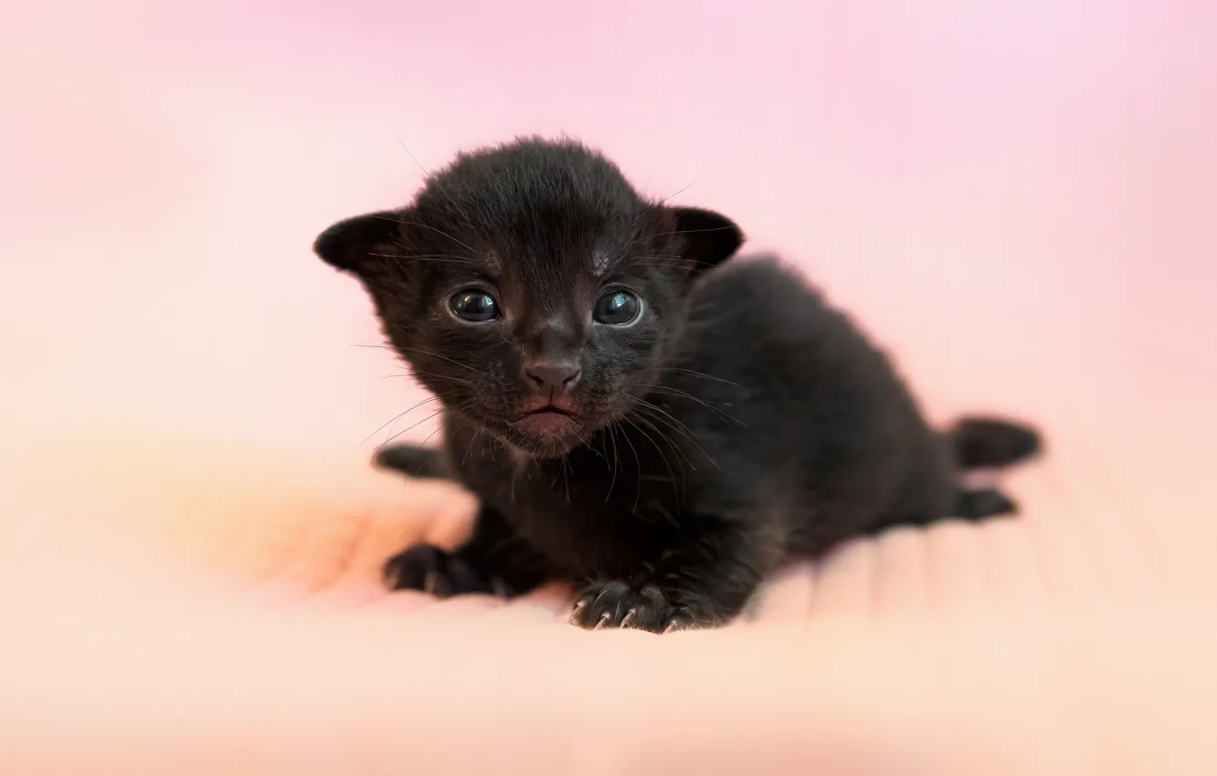 Wallpaper cat, look, pose, kitty, black, baby, muzzle, pink background ...