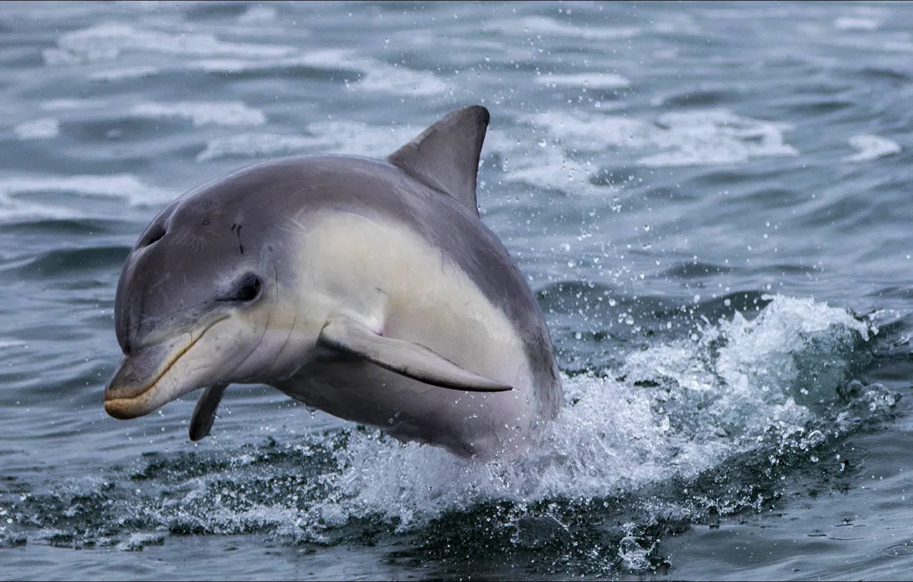 Wallpaper nature, Dolphin, the ocean, jump, view, nature, beautiful ...