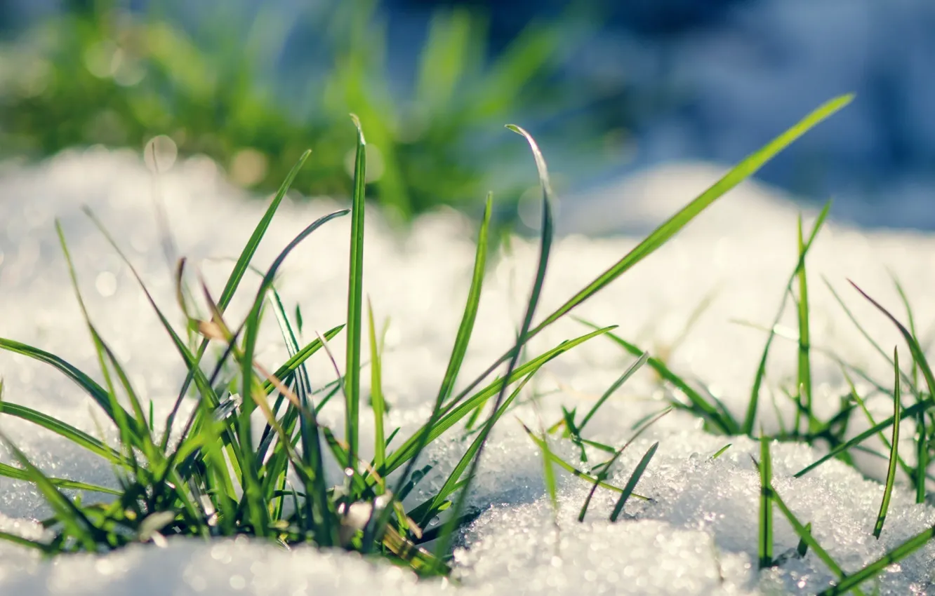 Wallpaper grass, snow, leaves images for desktop, section природа ...
