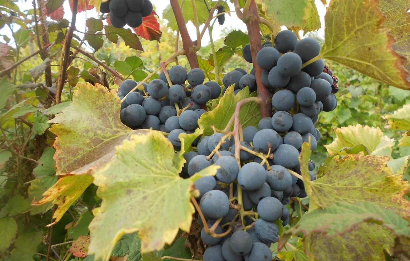 Wallpaper autumn, grapes, Moldova images for desktop, section природа ...