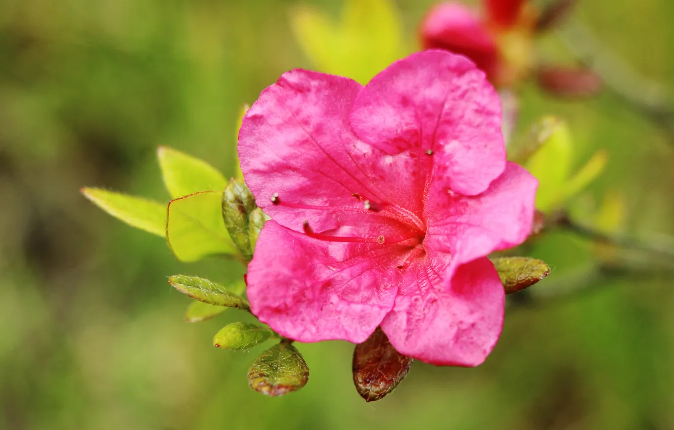 Wallpaper pink, Azalea, blooming for mobile and desktop, section цветы ...