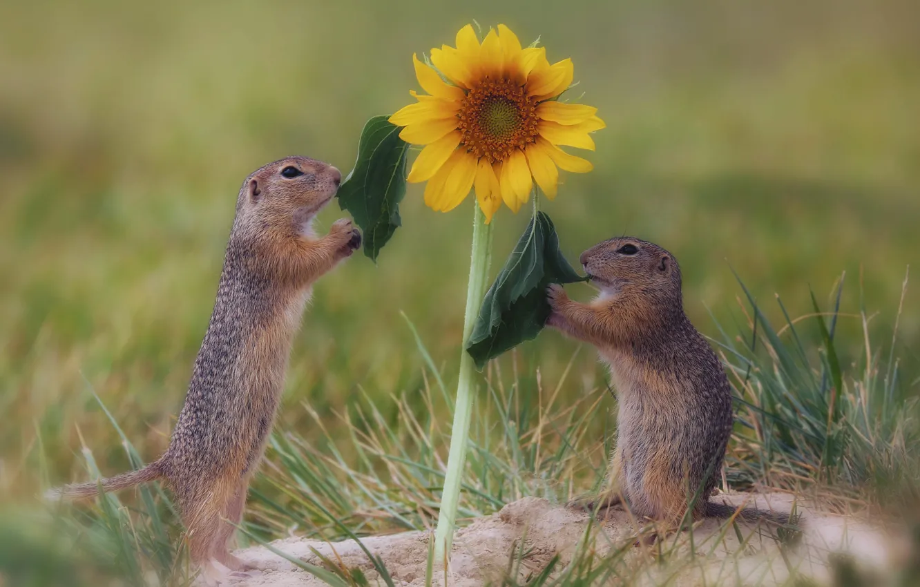 Wallpaper field, sunflowers, flowers, pose, glade, gopher, stand for ...