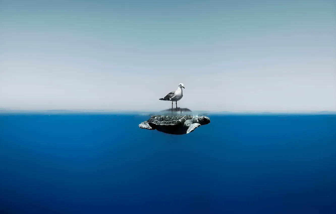 Wallpaper the ocean, turtle, Seagull, floats, operation, symbiosis for ...