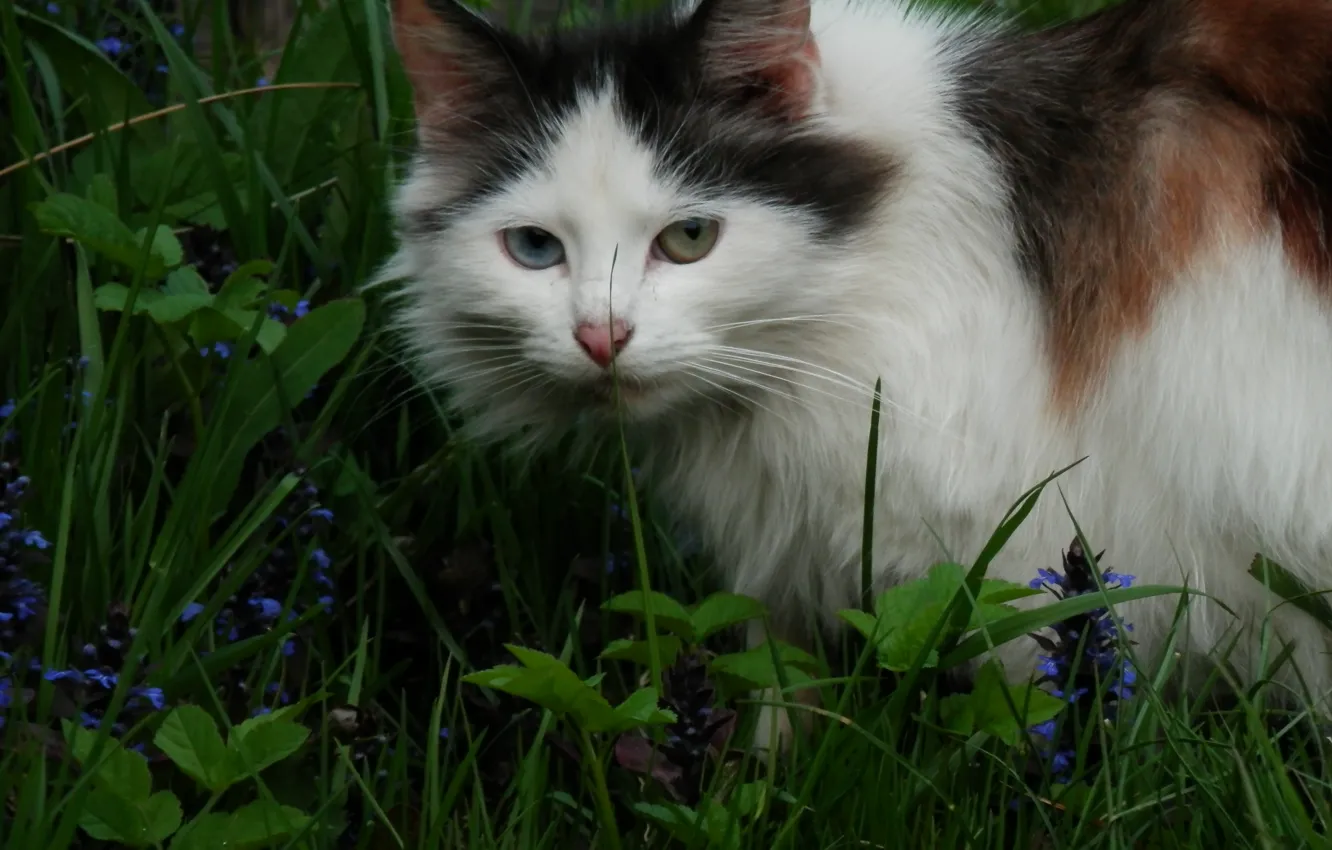 Wallpaper cat, summer, grass, tri-color, odd-eyed for mobile and ...