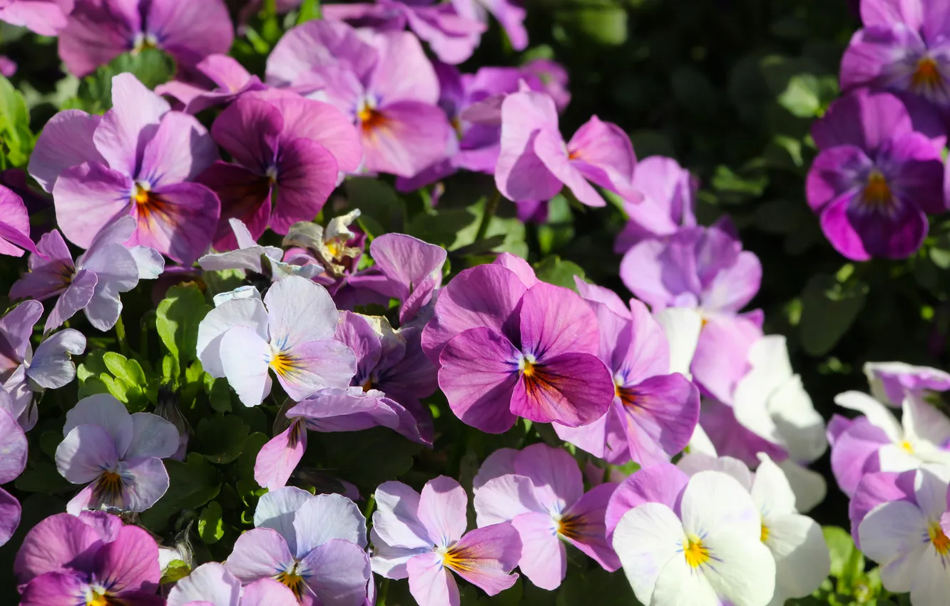 Wallpaper flower, spring, blooming, Pansies for mobile and desktop ...