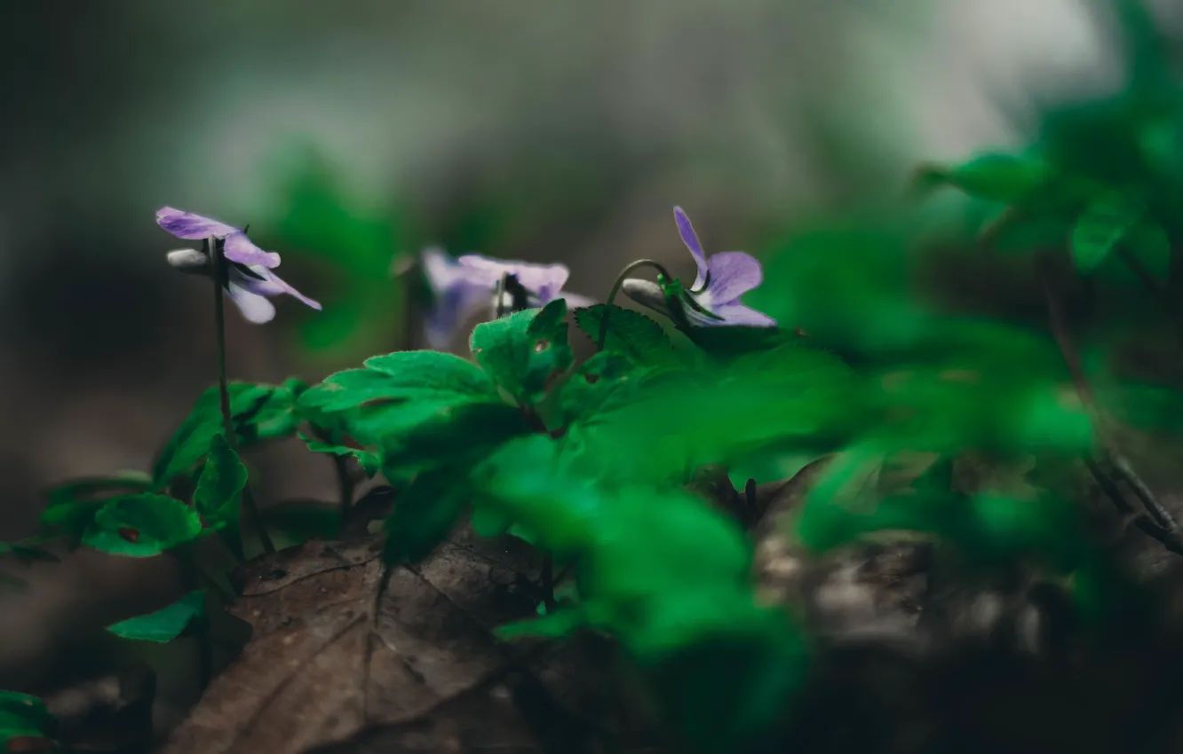 Wallpaper macro, flowers, nature, Irina Joanne for mobile and desktop ...